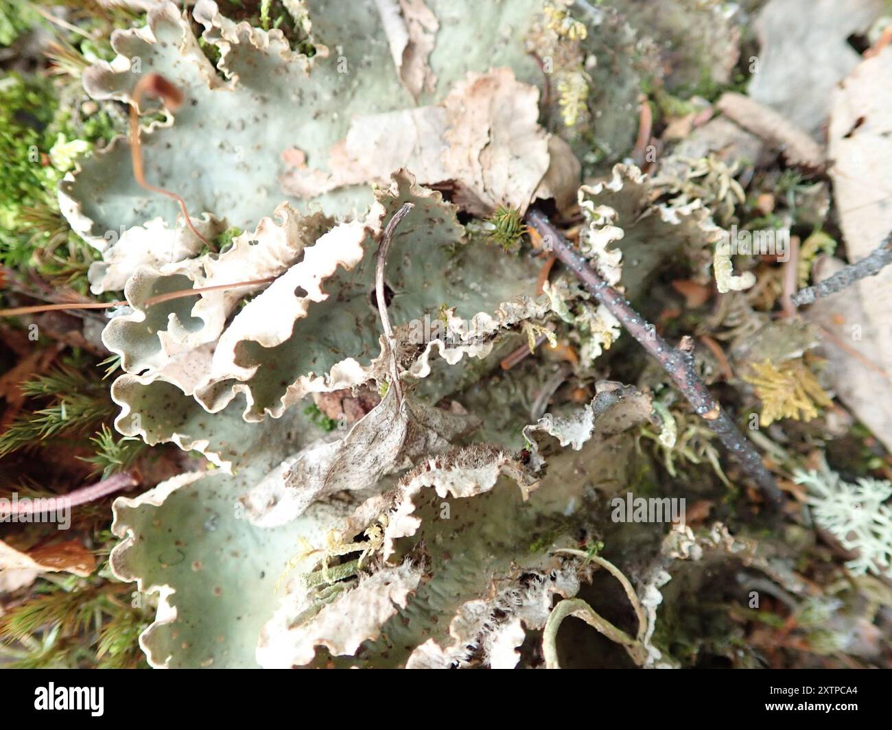ruffled freckled pelt lichen (Peltigera leucophlebia) Fungi Stock Photo ...