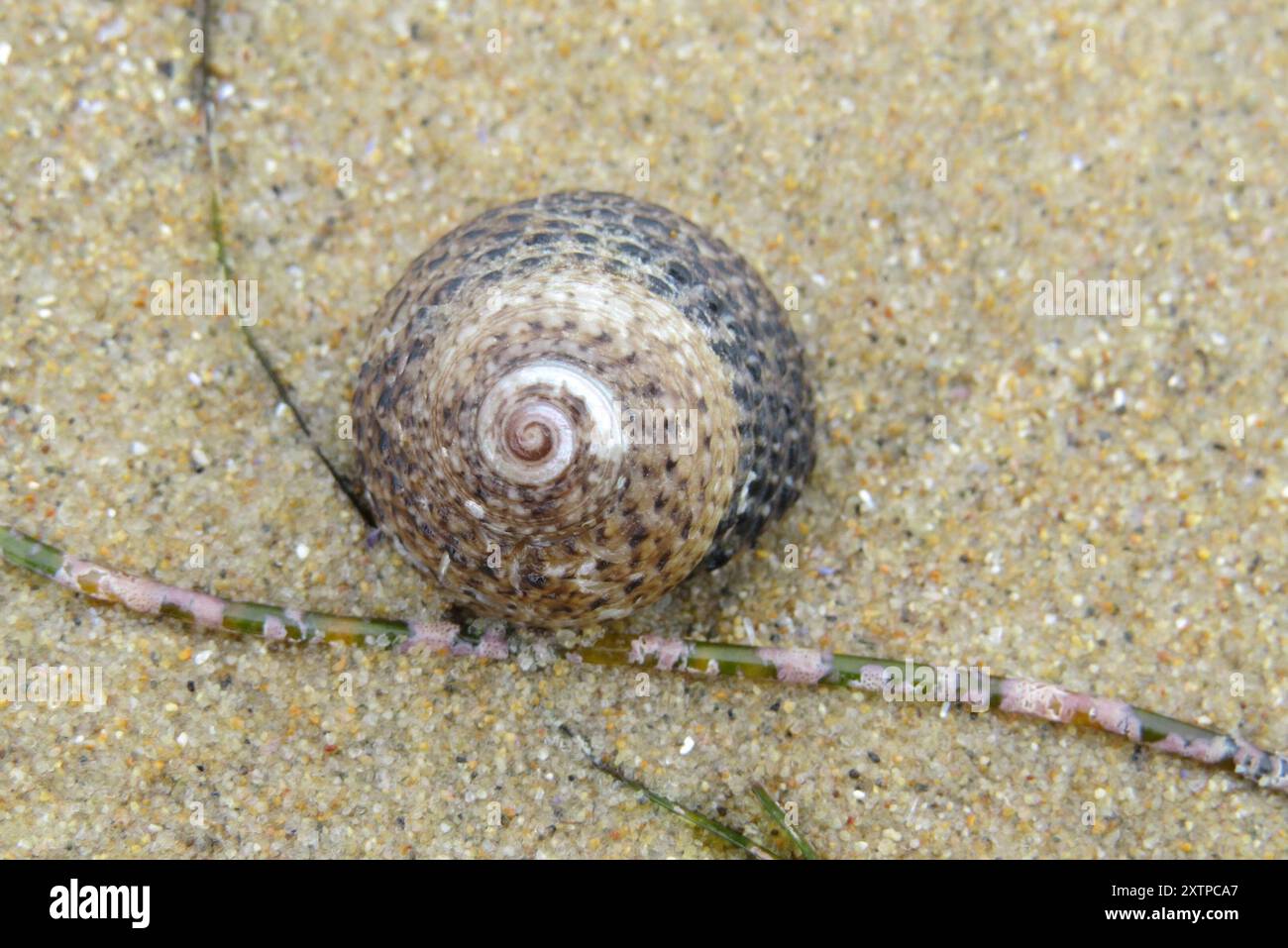 Western Banded Tegula (Tegula eiseni) Mollusca Stock Photo - Alamy