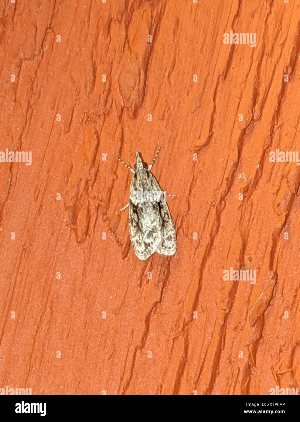 Double-striped Scoparia Moth (Scoparia biplagialis) Insecta Stock Photo ...