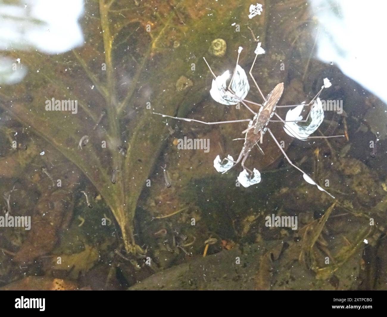 (Gerris gracilicornis) Insecta Stock Photo - Alamy