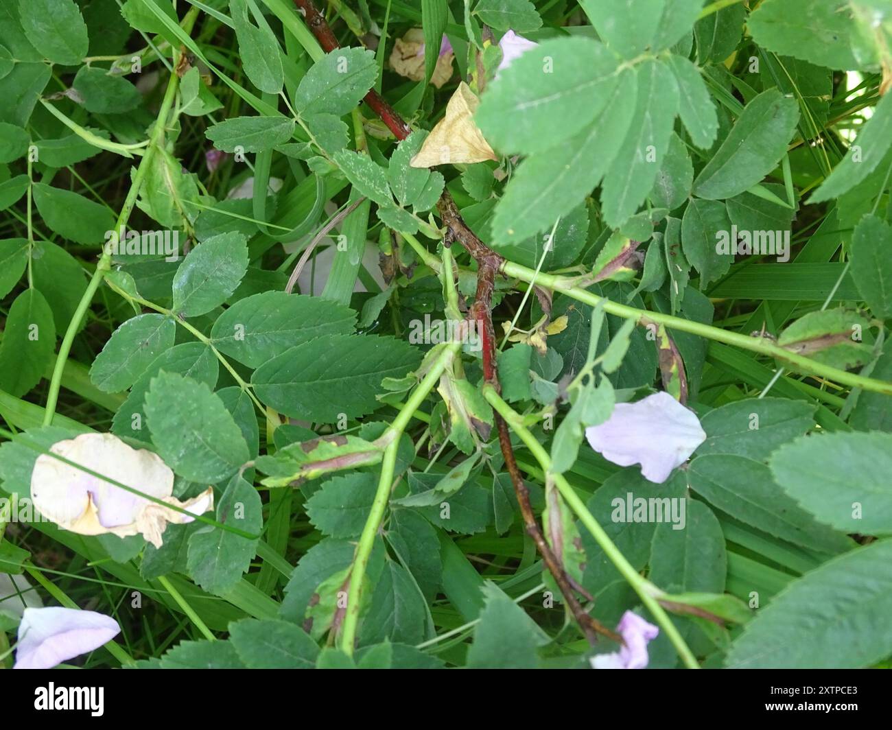 smooth rose (Rosa blanda) Plantae Stock Photo - Alamy