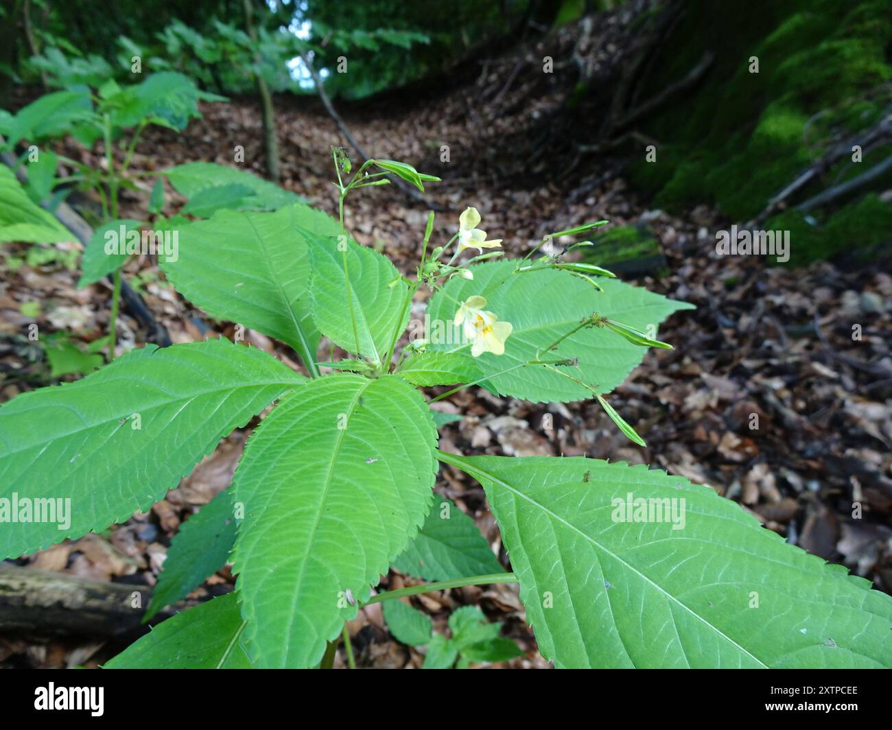small balsam (Impatiens parviflora) Plantae Stock Photo - Alamy