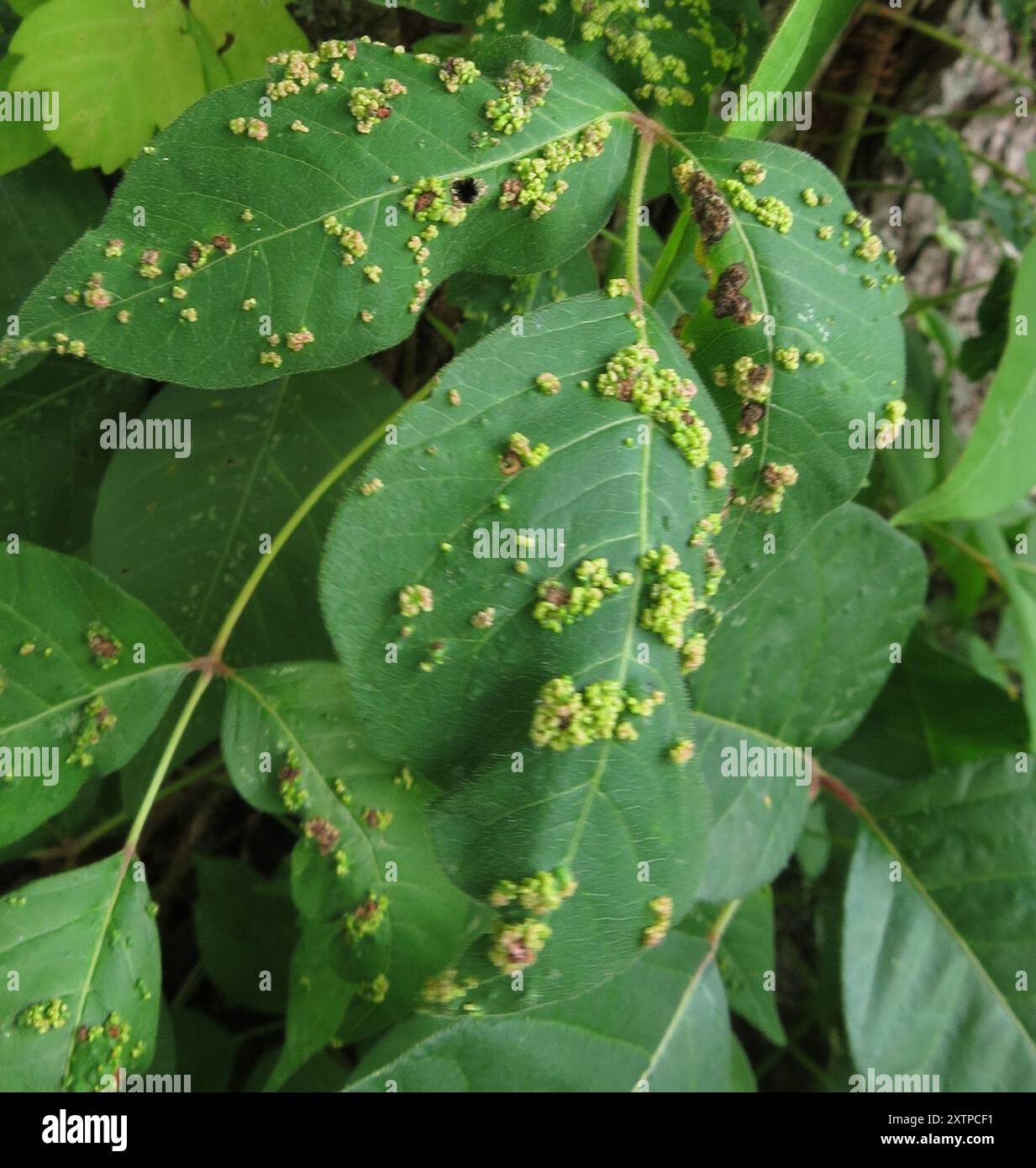 Poison Ivy Leaf Mite (Aculops rhois) Arachnida Stock Photo - Alamy