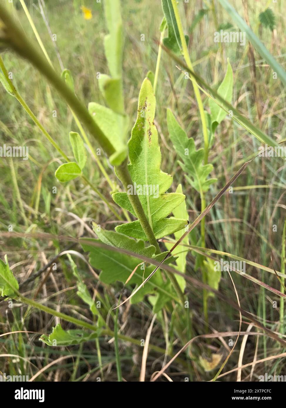 Engelmann daisy (Engelmannia peristenia) Plantae Stock Photo - Alamy