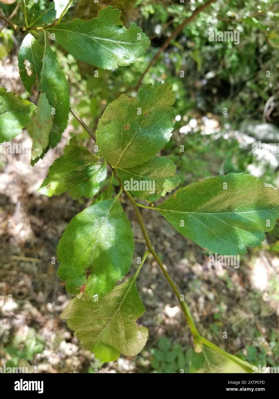 Black Hawthorn (Crataegus douglasii) Plantae Stock Photo - Alamy