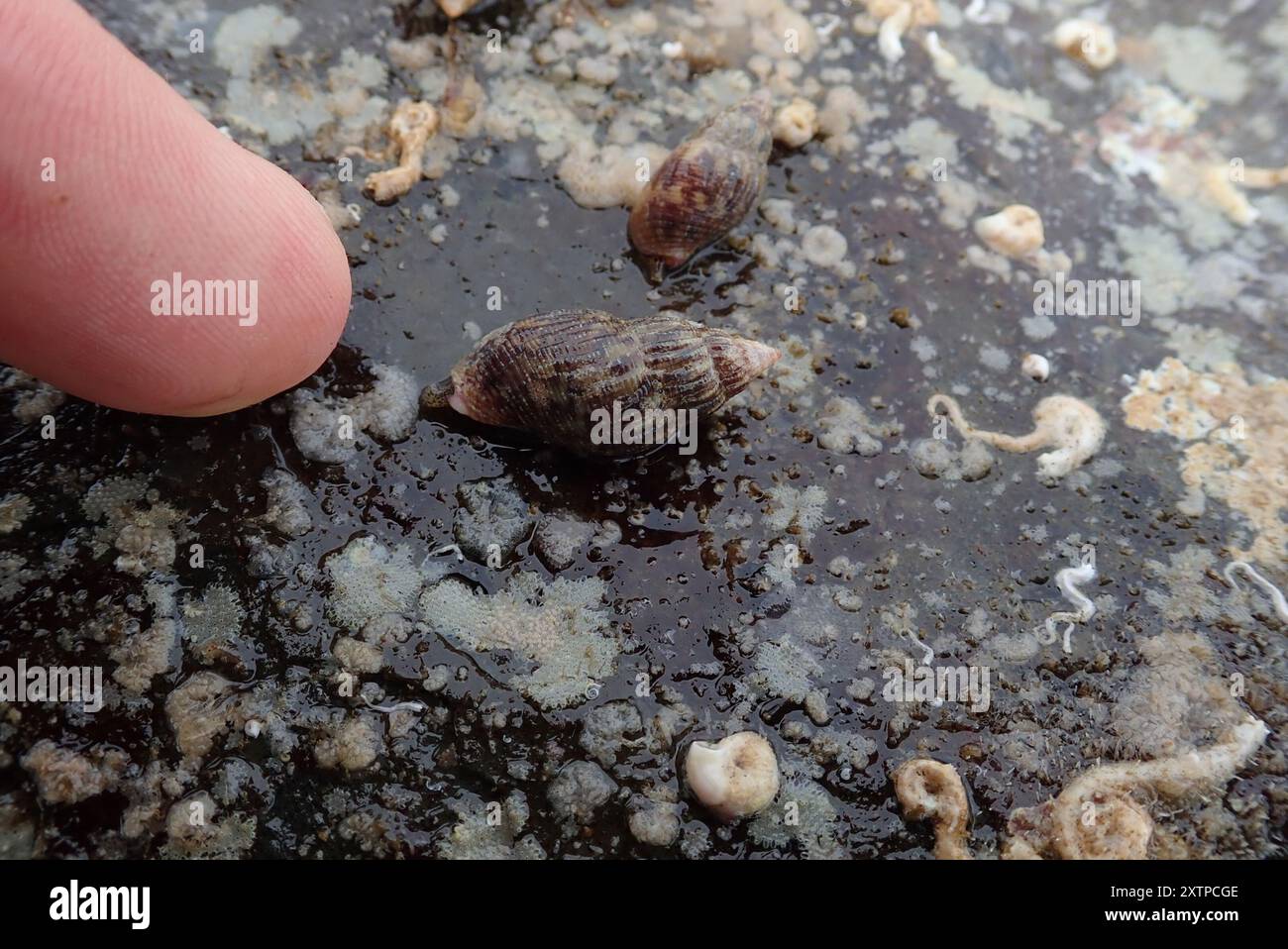 Wrinkled Amphissa (Amphissa columbiana) Mollusca Stock Photo - Alamy