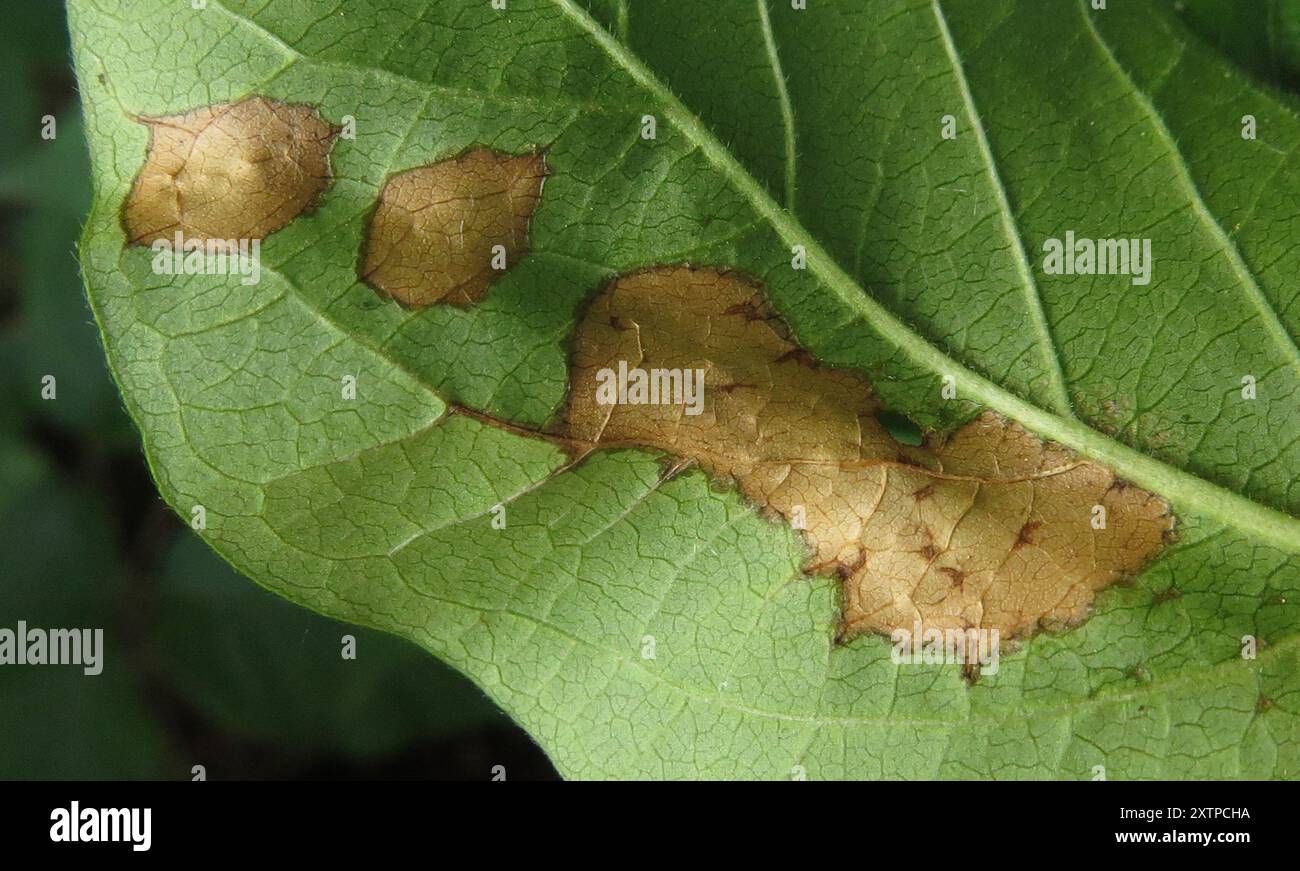 Honeysuckle Leaf Blight (Insolibasidium deformans) Fungi Stock Photo ...