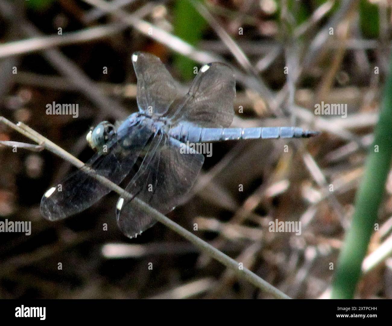 Comanche Skimmer (Libellula comanche) Insecta Stock Photo - Alamy