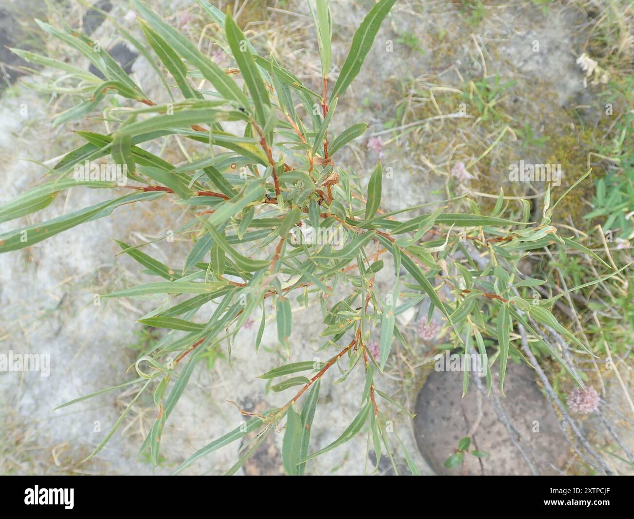 interior sandbar willow (Salix interior) Plantae Stock Photo - Alamy