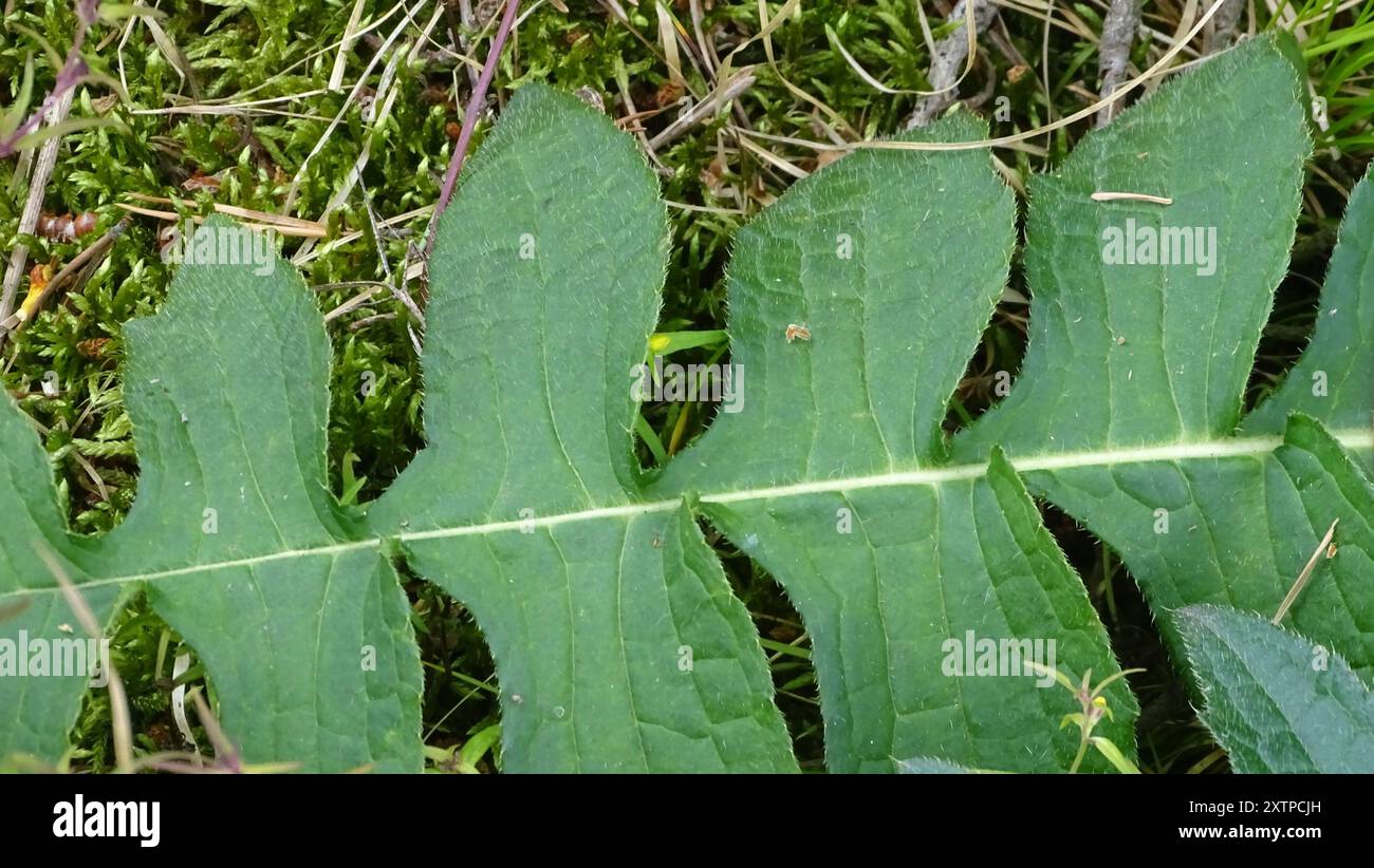 vascular plants (Tracheophyta) Plantae Stock Photo - Alamy