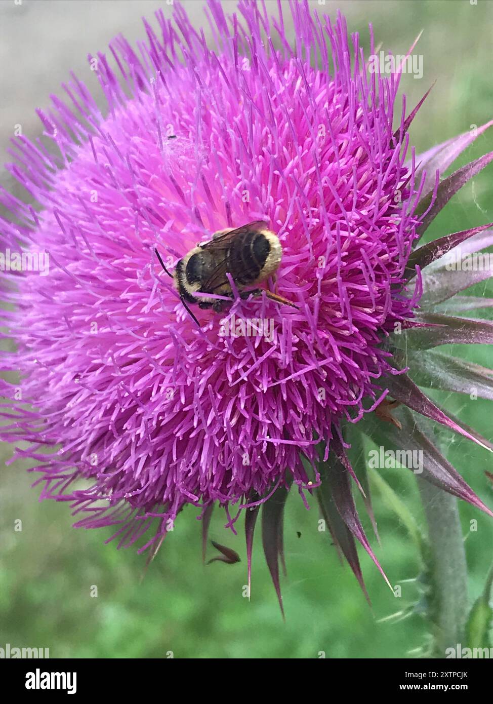 broad-handed leafcutter bee (Megachile latimanus) Insecta Stock Photo ...