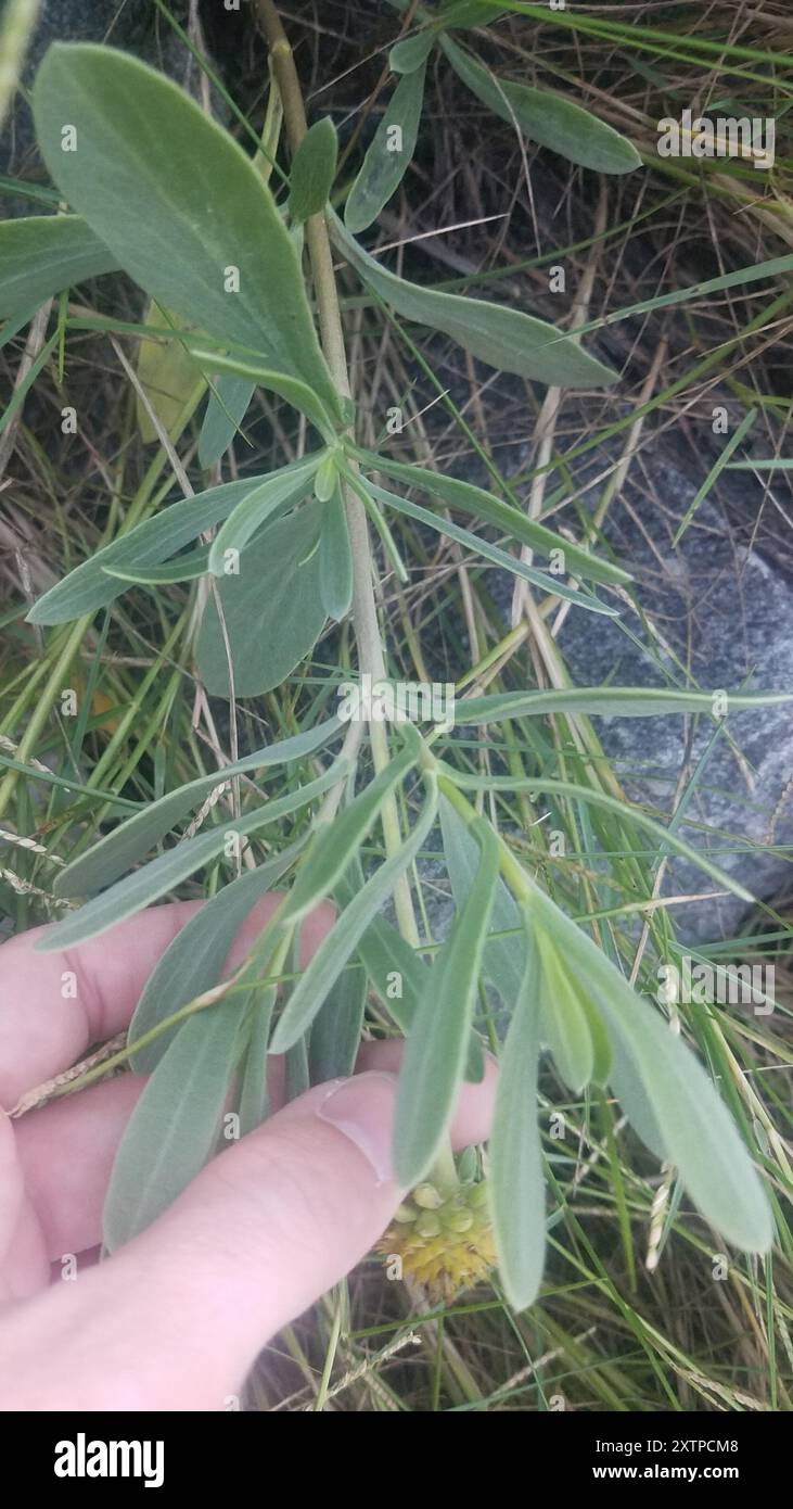 sea ox-eye (Borrichia frutescens) Plantae Stock Photo - Alamy