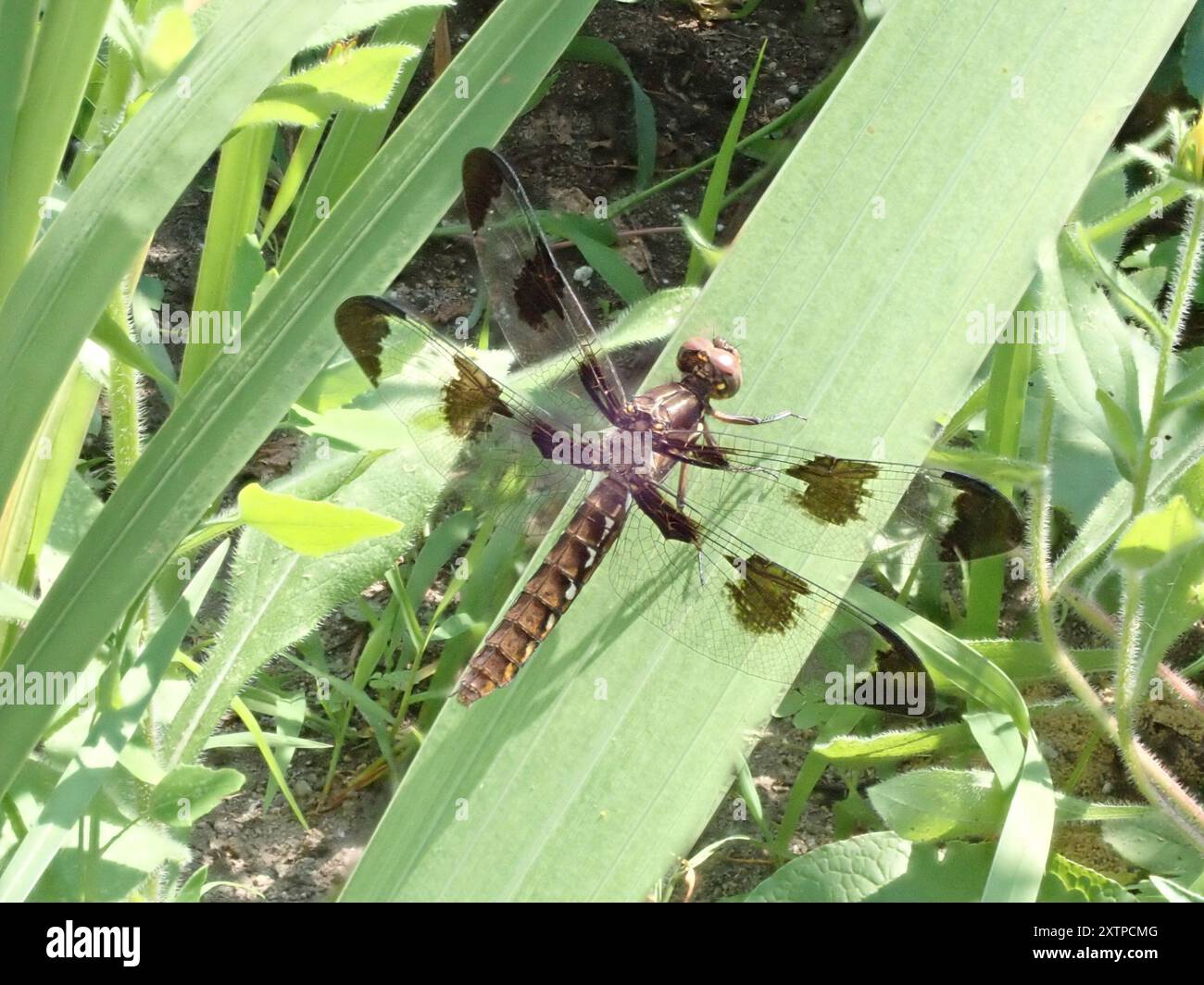 Common Whitetail (Plathemis lydia) Insecta Stock Photo - Alamy