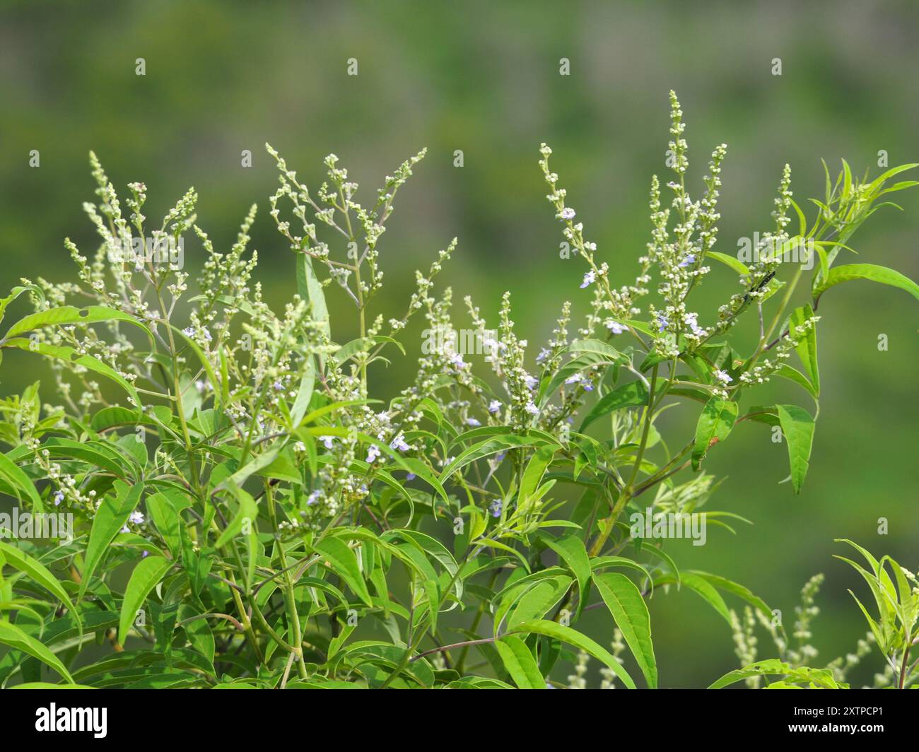 Five-leaved chaste tree (Vitex negundo) Plantae Stock Photo - Alamy
