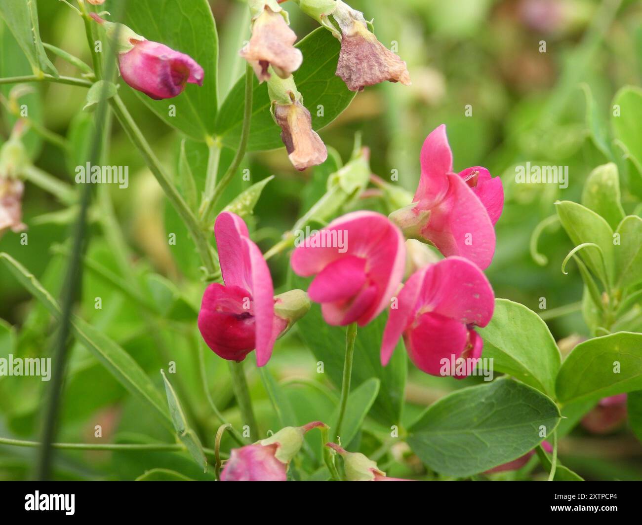 tuberous pea (Lathyrus tuberosus) Plantae Stock Photo - Alamy