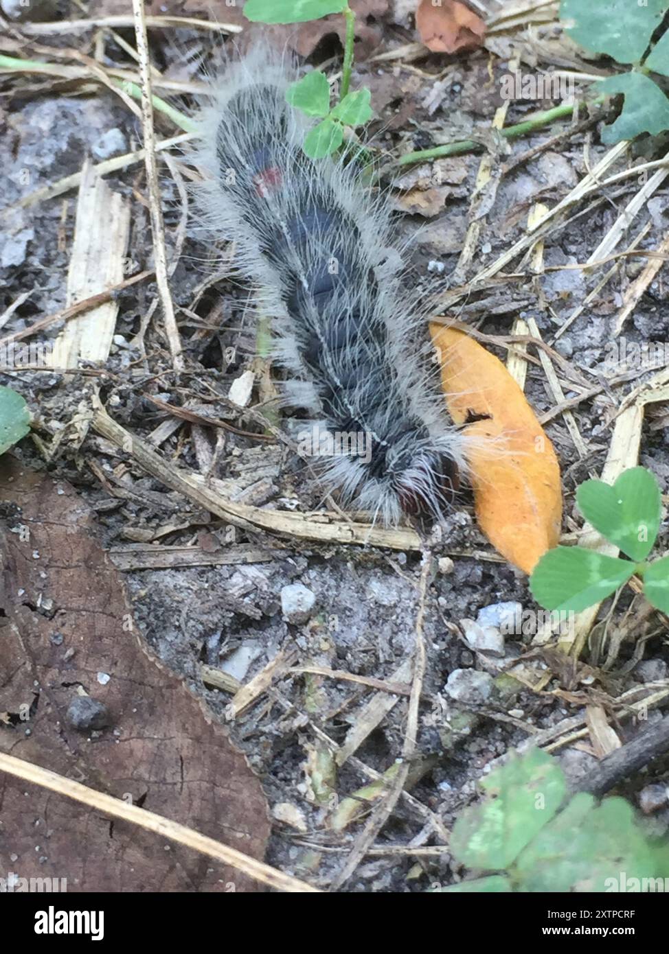 Walnut Caterpillar Moth (Datana integerrima) Insecta Stock Photo - Alamy