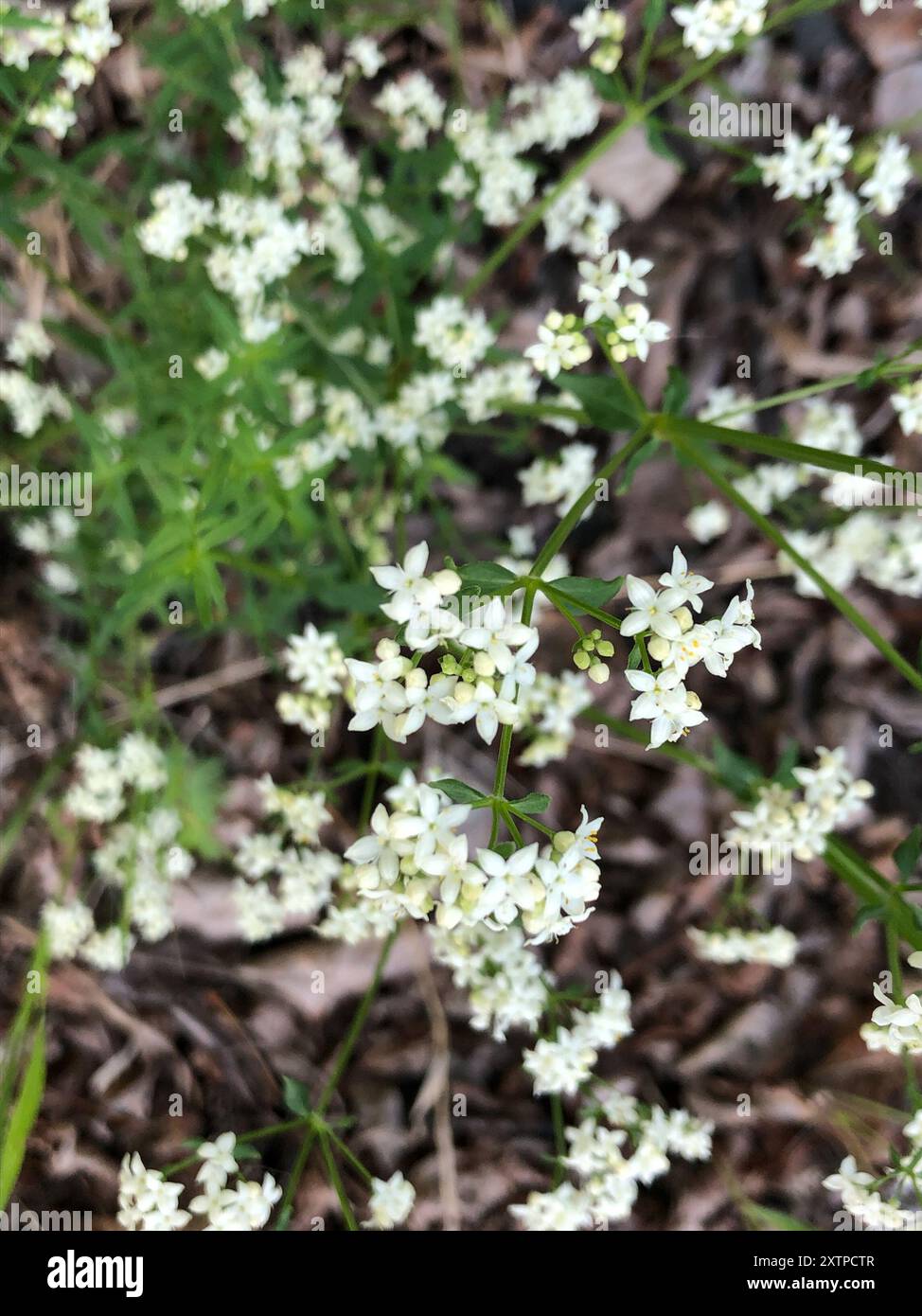Northern Bedstraw (Galium boreale) Plantae Stock Photo - Alamy