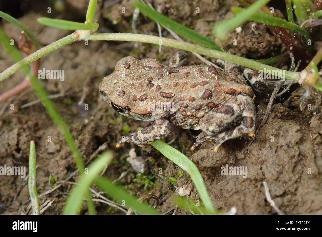 Western Toad (Anaxyrus boreas) Amphibia Stock Photo - Alamy