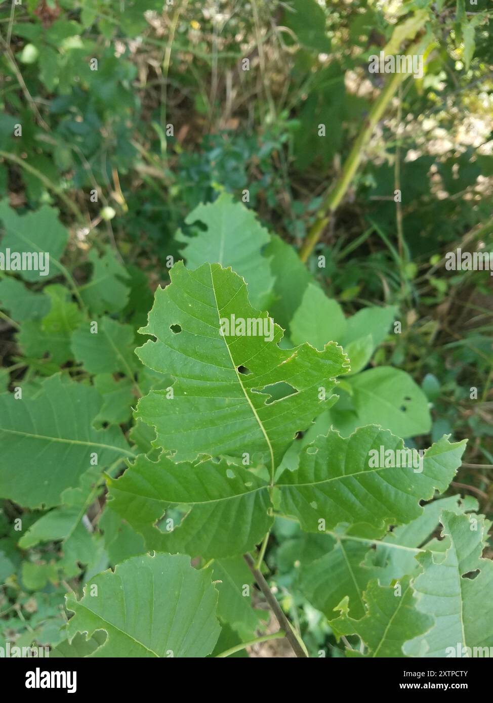common hoptree (Ptelea trifoliata) Plantae Stock Photo - Alamy