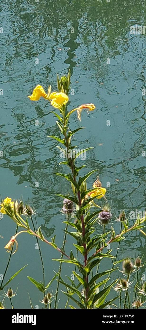 tall evening primrose (Oenothera elata) Plantae Stock Photo - Alamy