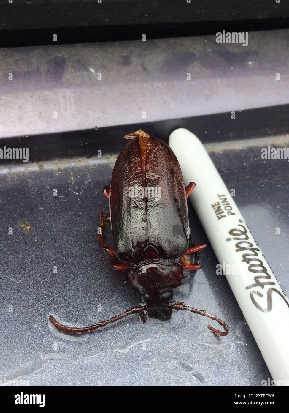 Tooth-necked Longhorn Beetle (Prionus pocularis) Insecta Stock Photo ...