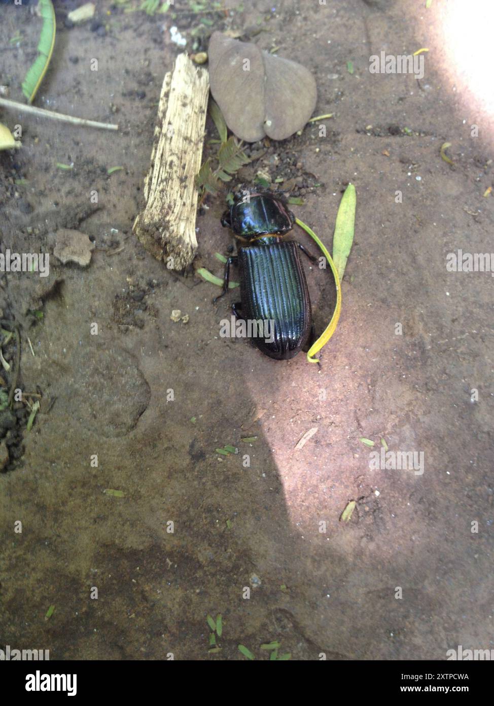 Bess Beetles (Passalidae) Insecta Stock Photo - Alamy