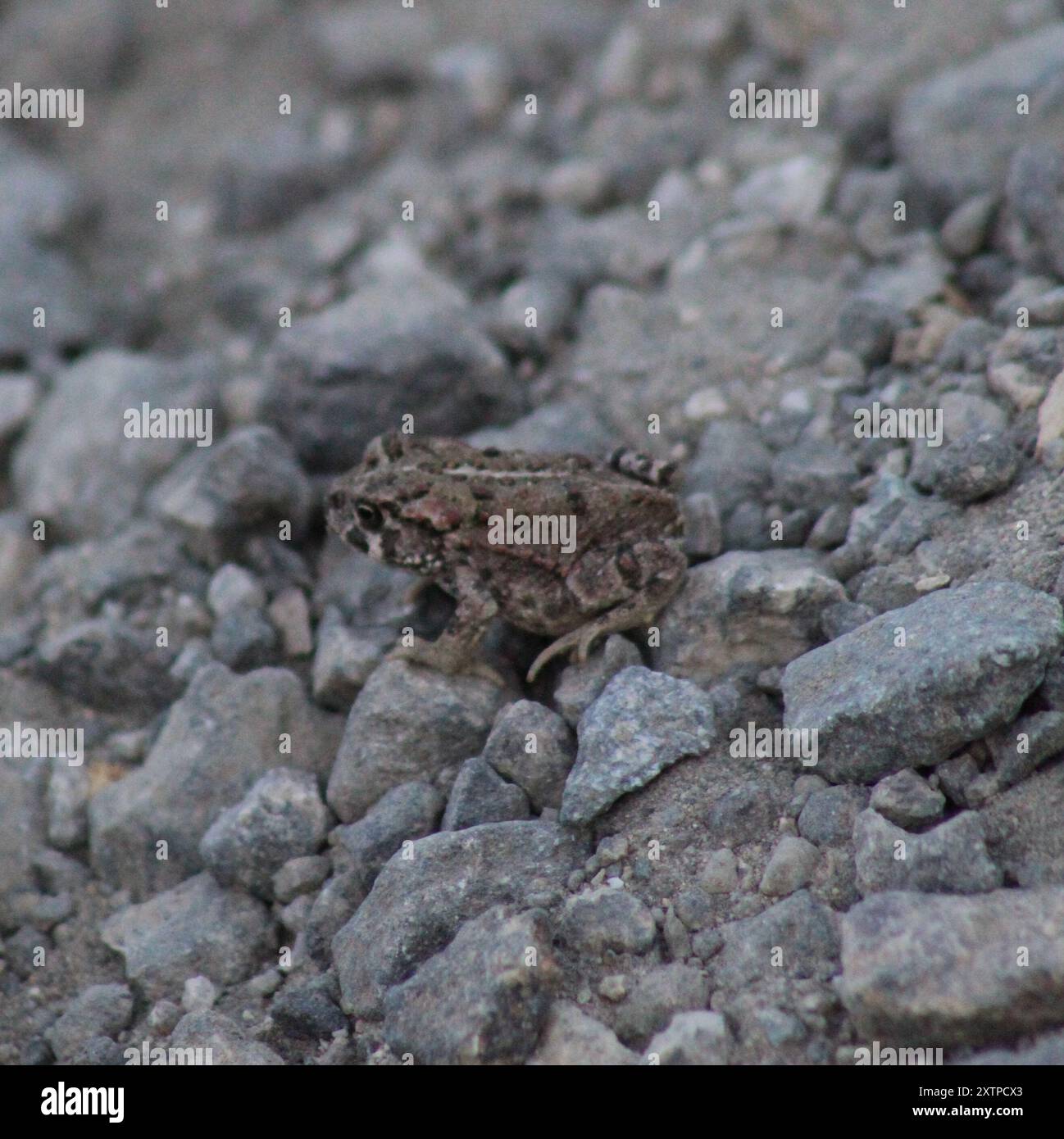 Western Toad (Anaxyrus boreas) Amphibia Stock Photo - Alamy
