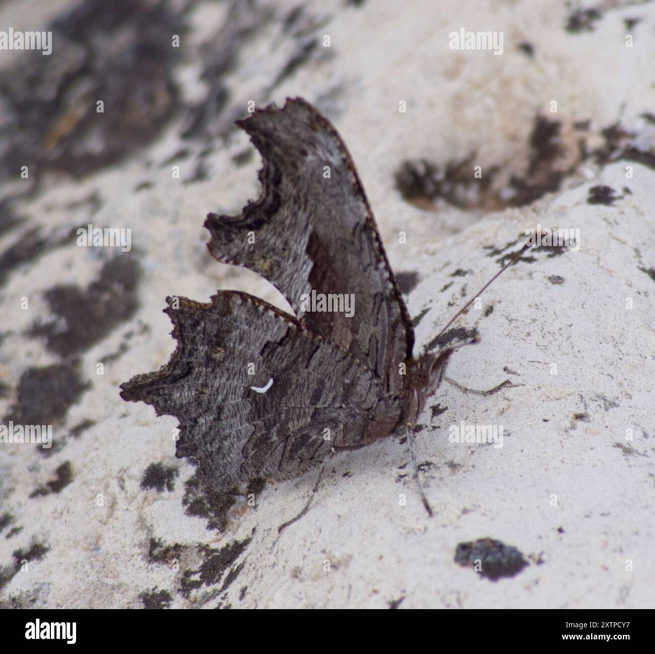 Zephyr zephyrus hi-res stock photography and images - Alamy