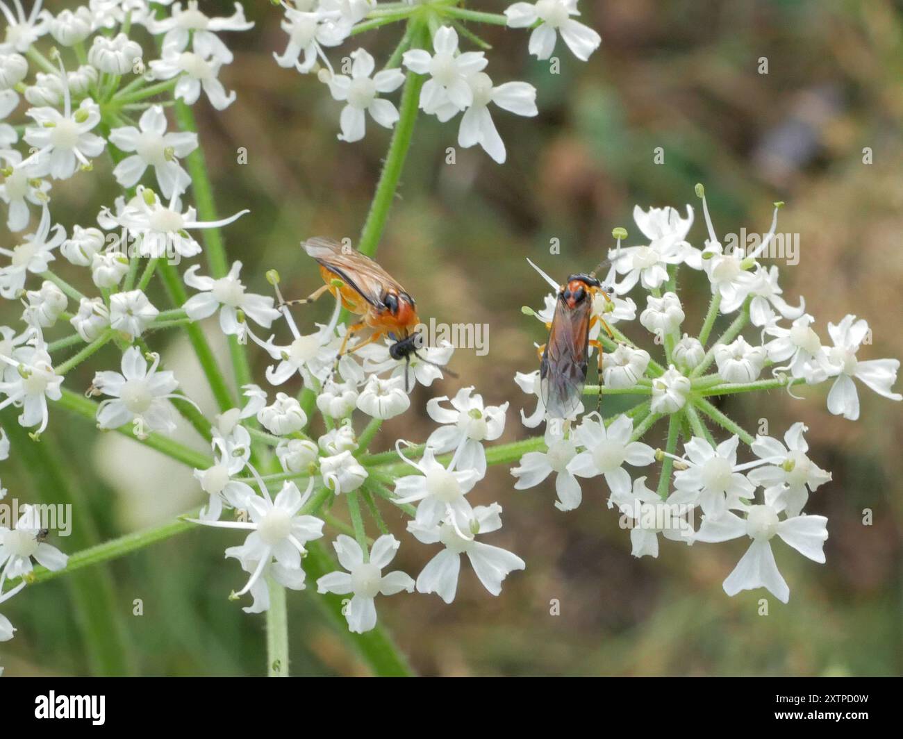 Turnip Sawfly (Athalia rosae) Insecta Stock Photo - Alamy