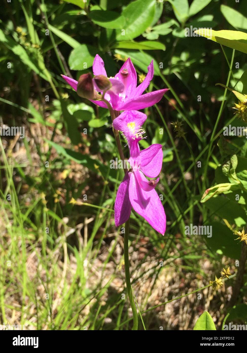 common tuberous grasspink (Calopogon tuberosus tuberosus) Plantae Stock ...