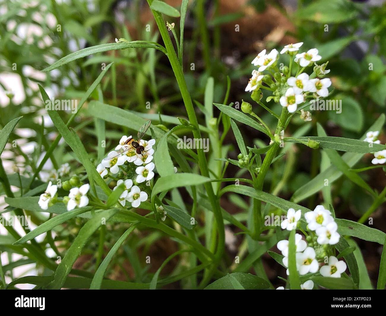Eastern Calligrapher (Toxomerus geminatus) Insecta Stock Photo - Alamy