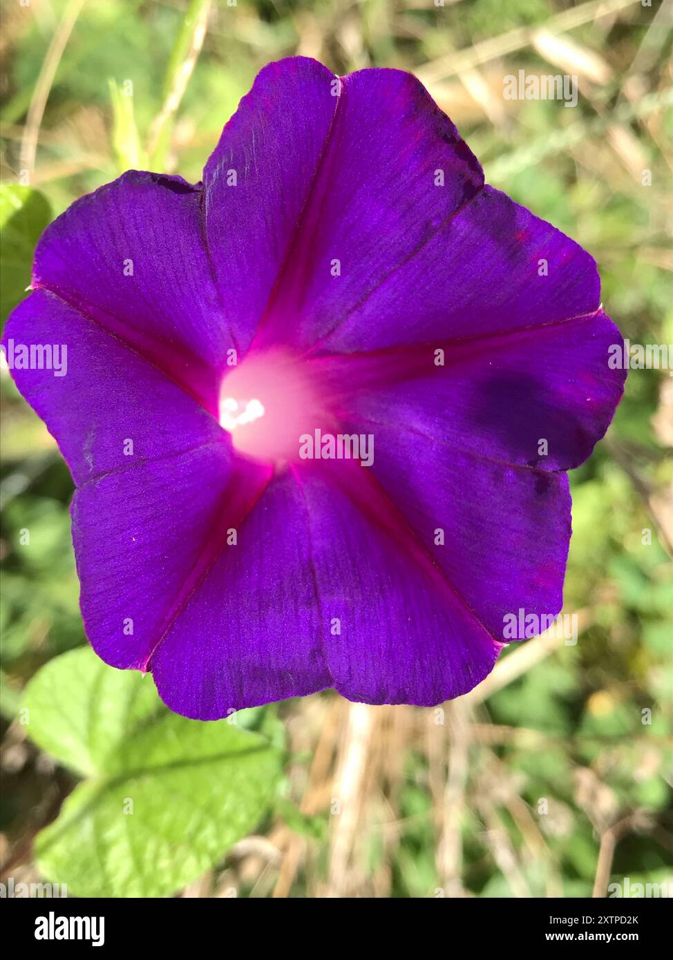 common morning-glory (Ipomoea purpurea) Plantae Stock Photo - Alamy