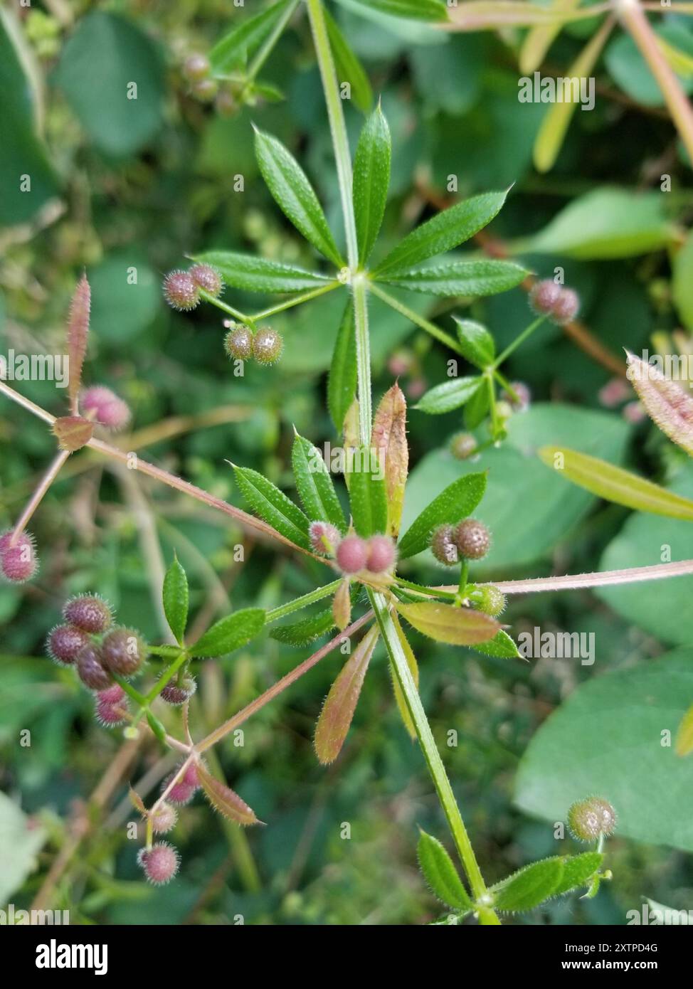 catchweed bedstraw (Galium aparine) Plantae Stock Photo - Alamy