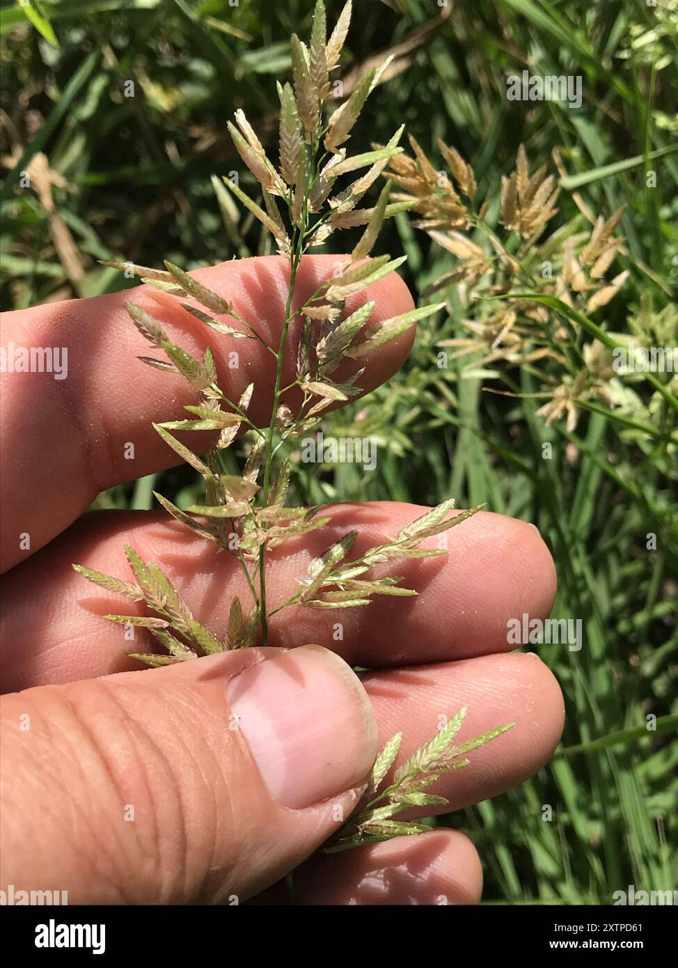 Red Lovegrass (Eragrostis secundiflora) Plantae Stock Photo - Alamy