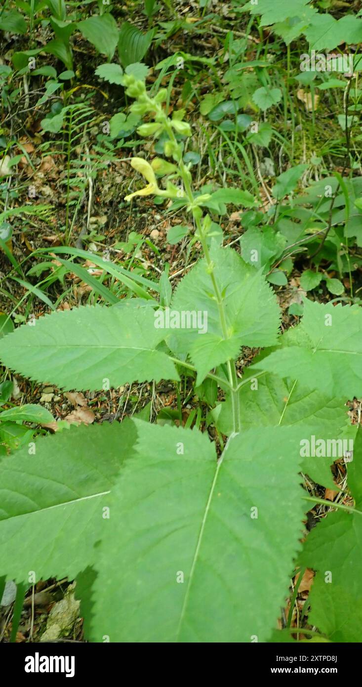 Sticky Sage (Salvia glutinosa) Plantae Stock Photo - Alamy