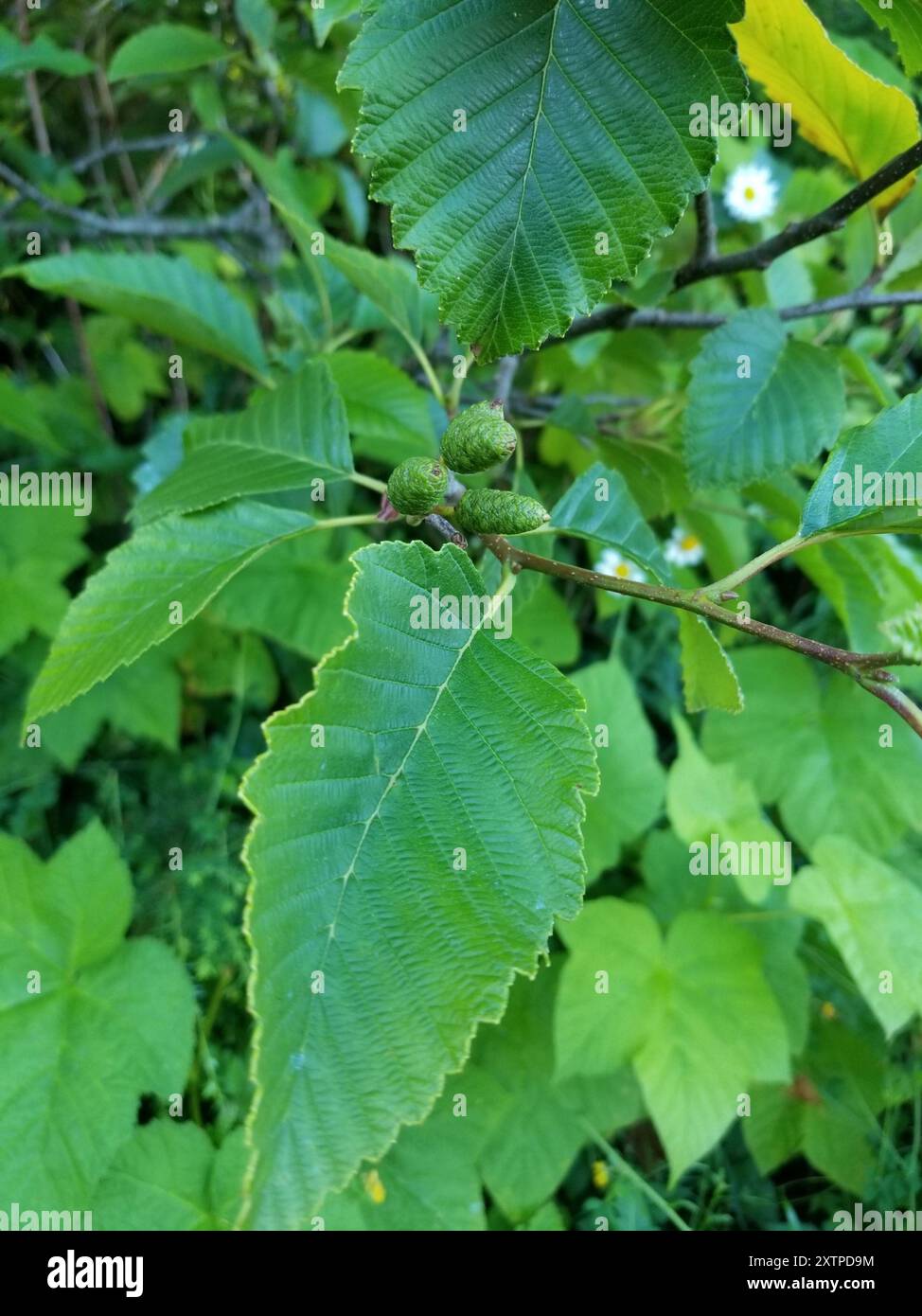 Red Alder (Alnus rubra) Plantae Stock Photo - Alamy