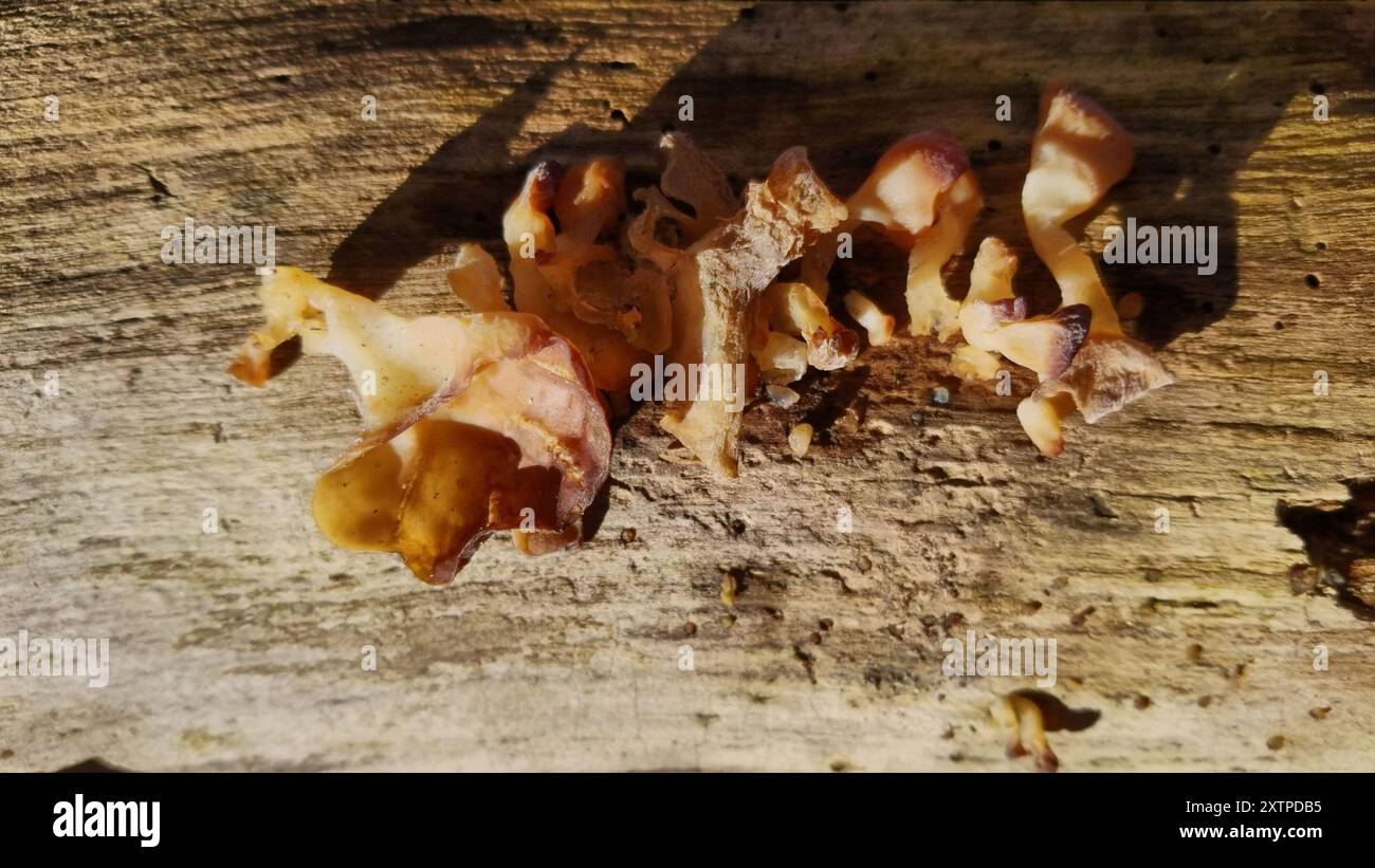 Jelly Tree Ear (Auricularia americana) Fungi Stock Photo - Alamy
