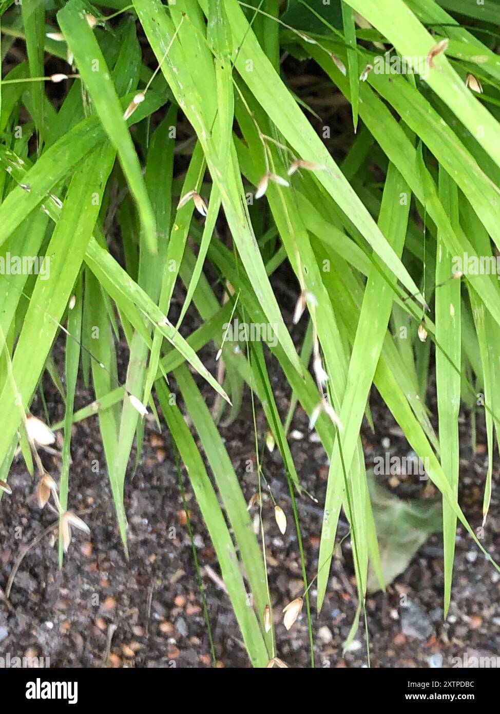Wood melick hi-res stock photography and images - Alamy