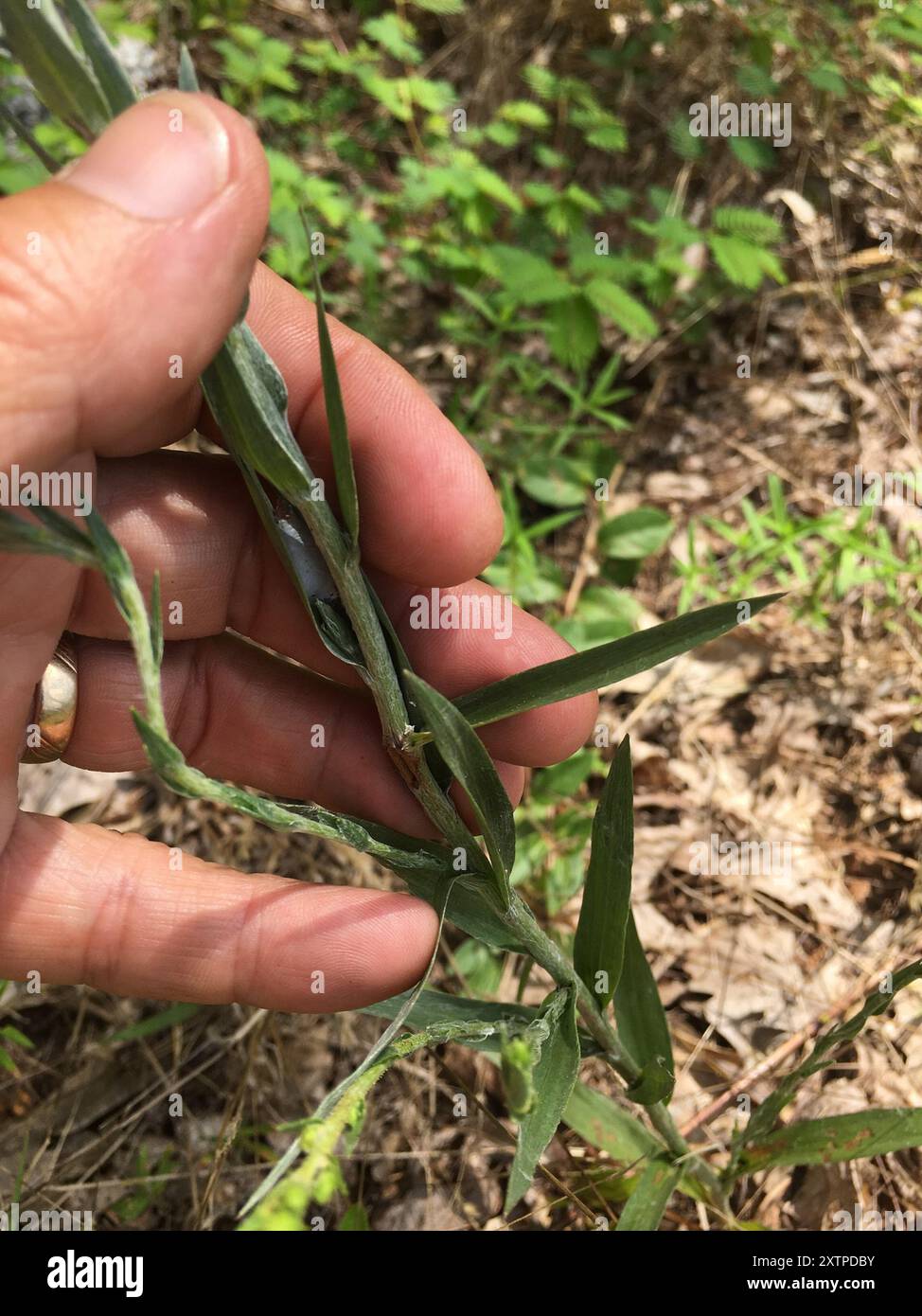 Pineland Silkgrass (Pityopsis aspera) Plantae Stock Photo - Alamy