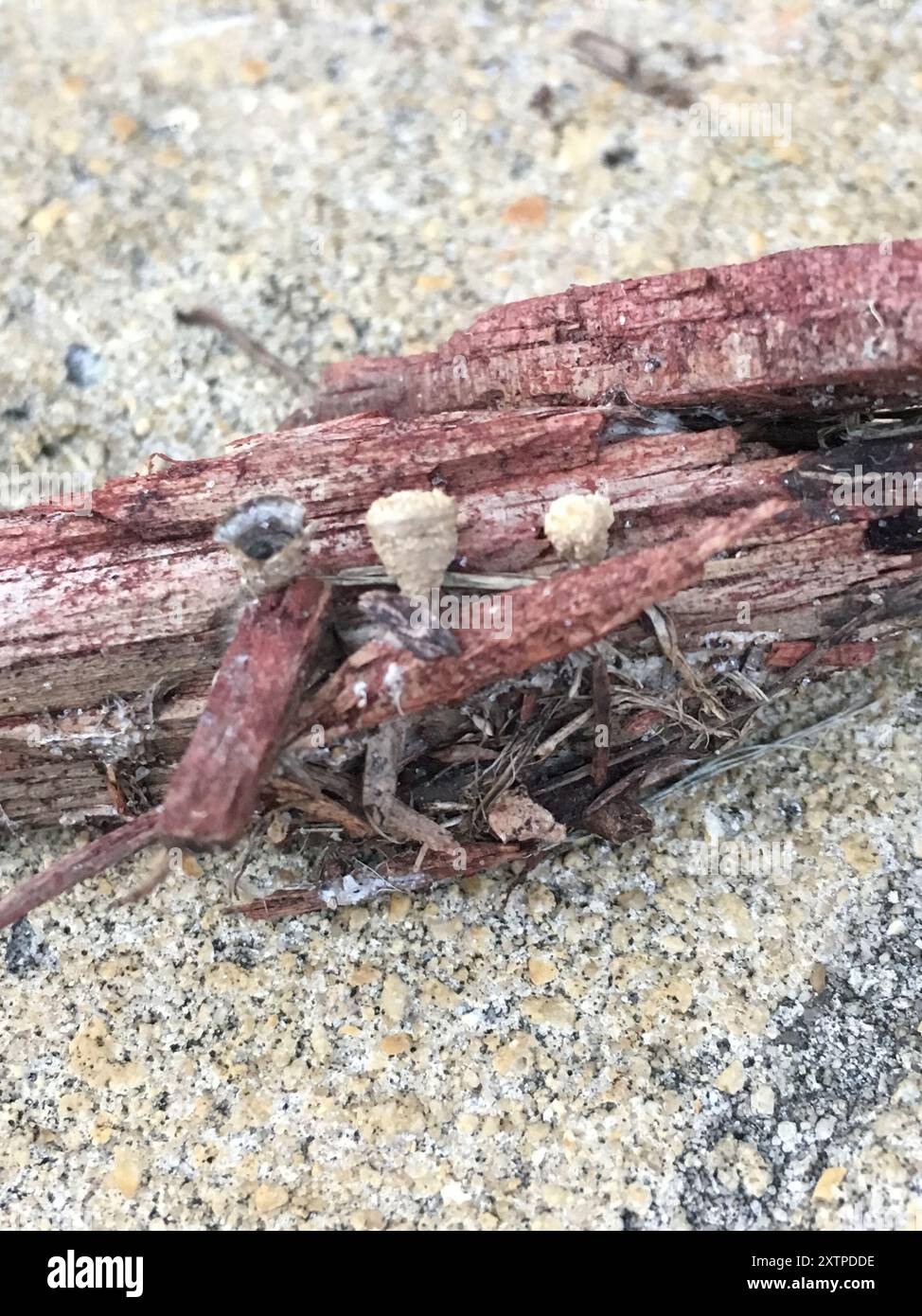 bird's nest fungi (Nidulariaceae) Fungi Stock Photo - Alamy