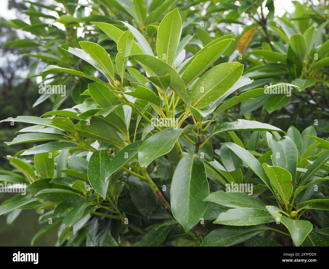 Red Machilus (Machilus thunbergii) Plantae Stock Photo - Alamy