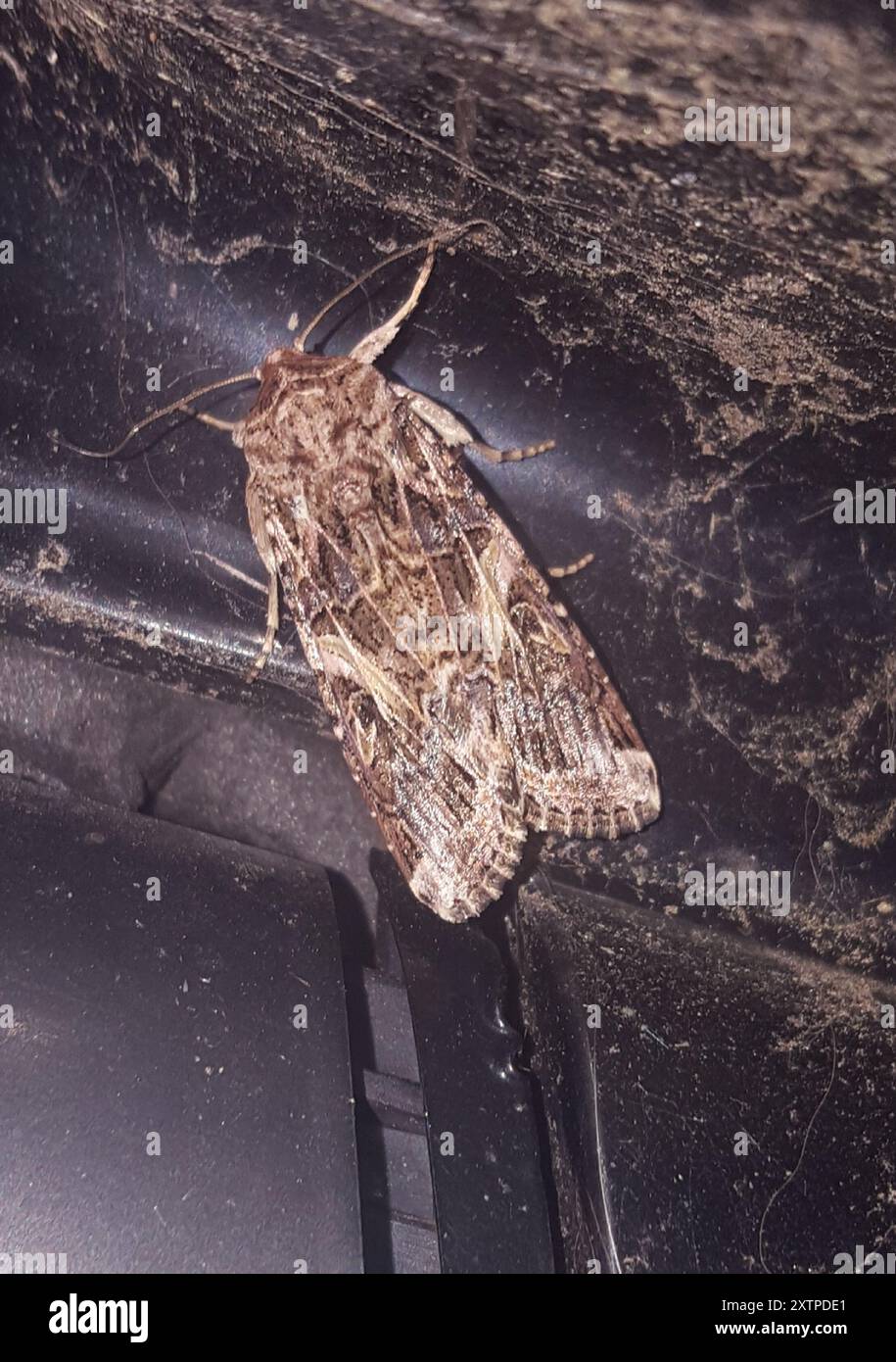Yellow-striped Armyworm Moth (Spodoptera ornithogalli) Insecta Stock ...