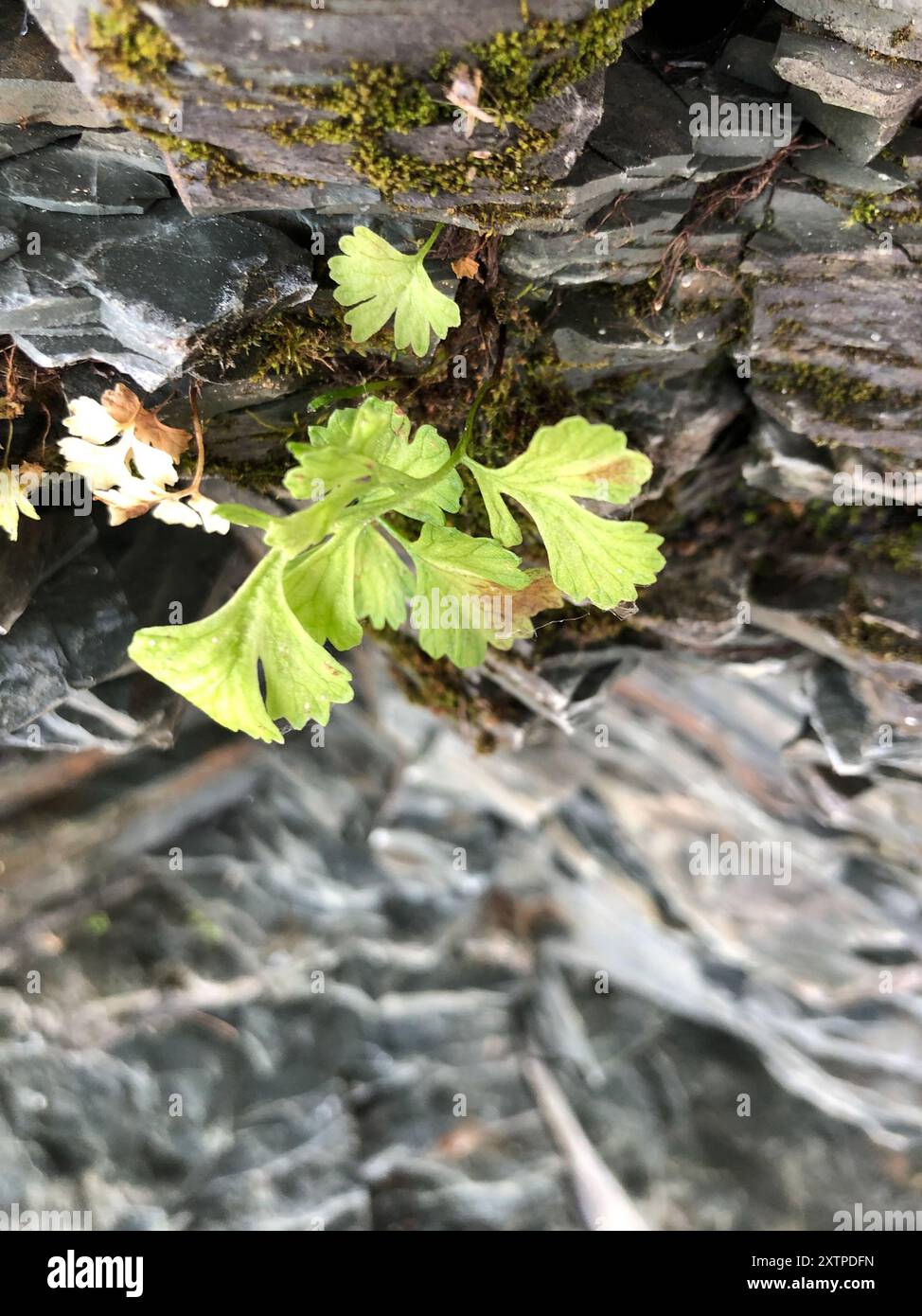 vascular plants (Tracheophyta) Plantae Stock Photo - Alamy