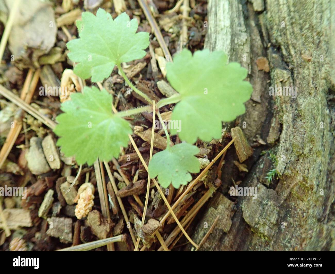 flowering plants (Angiospermae) Plantae Stock Photo - Alamy