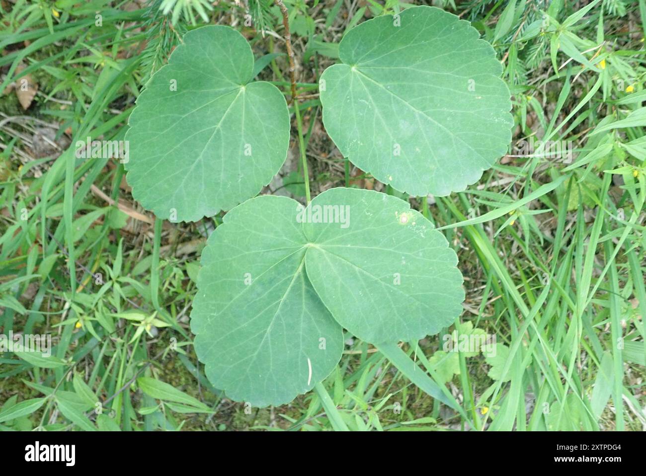 Broad-leaved Sermountain (Laserpitium latifolium) Plantae Stock Photo ...