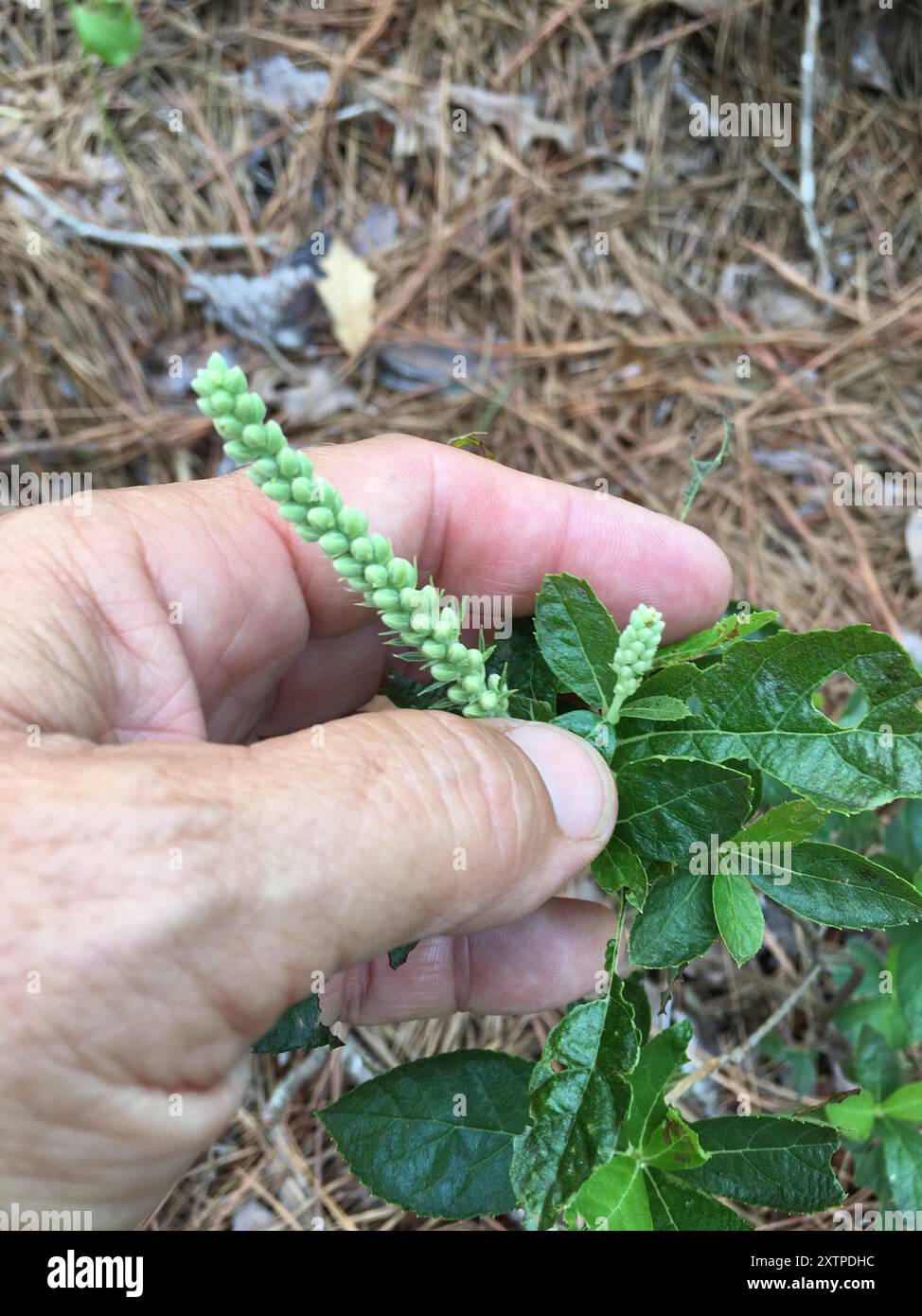 Sweet Pepperbush (Clethra alnifolia) Plantae Stock Photo - Alamy