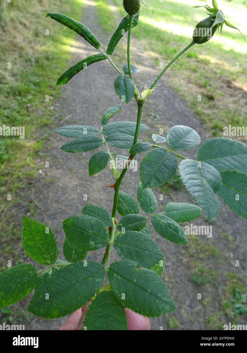 Harsh Downy-rose (Rosa tomentosa) Plantae Stock Photo - Alamy