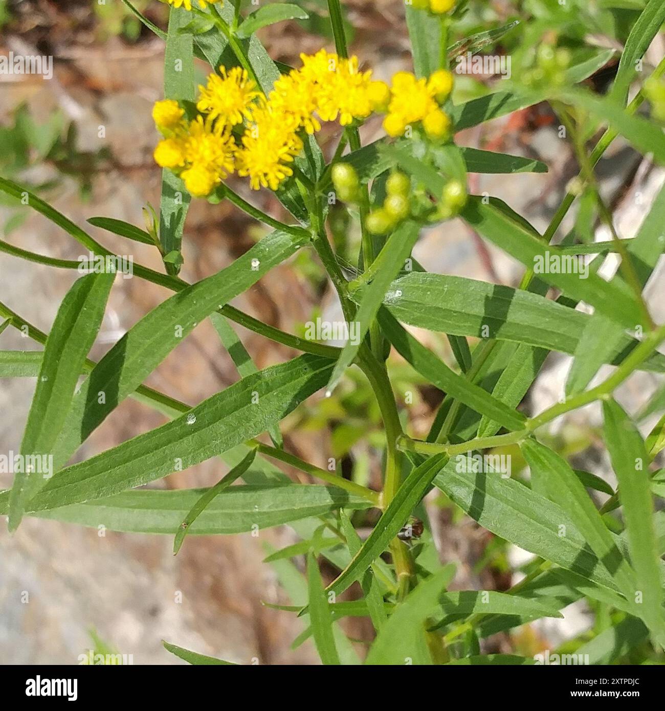 flat-topped goldenrod (Euthamia graminifolia) Plantae Stock Photo - Alamy