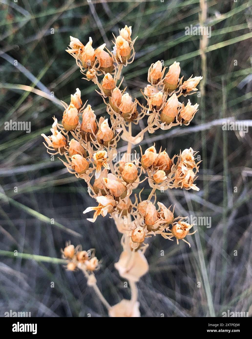 flowering plants (Angiospermae) Plantae Stock Photo - Alamy