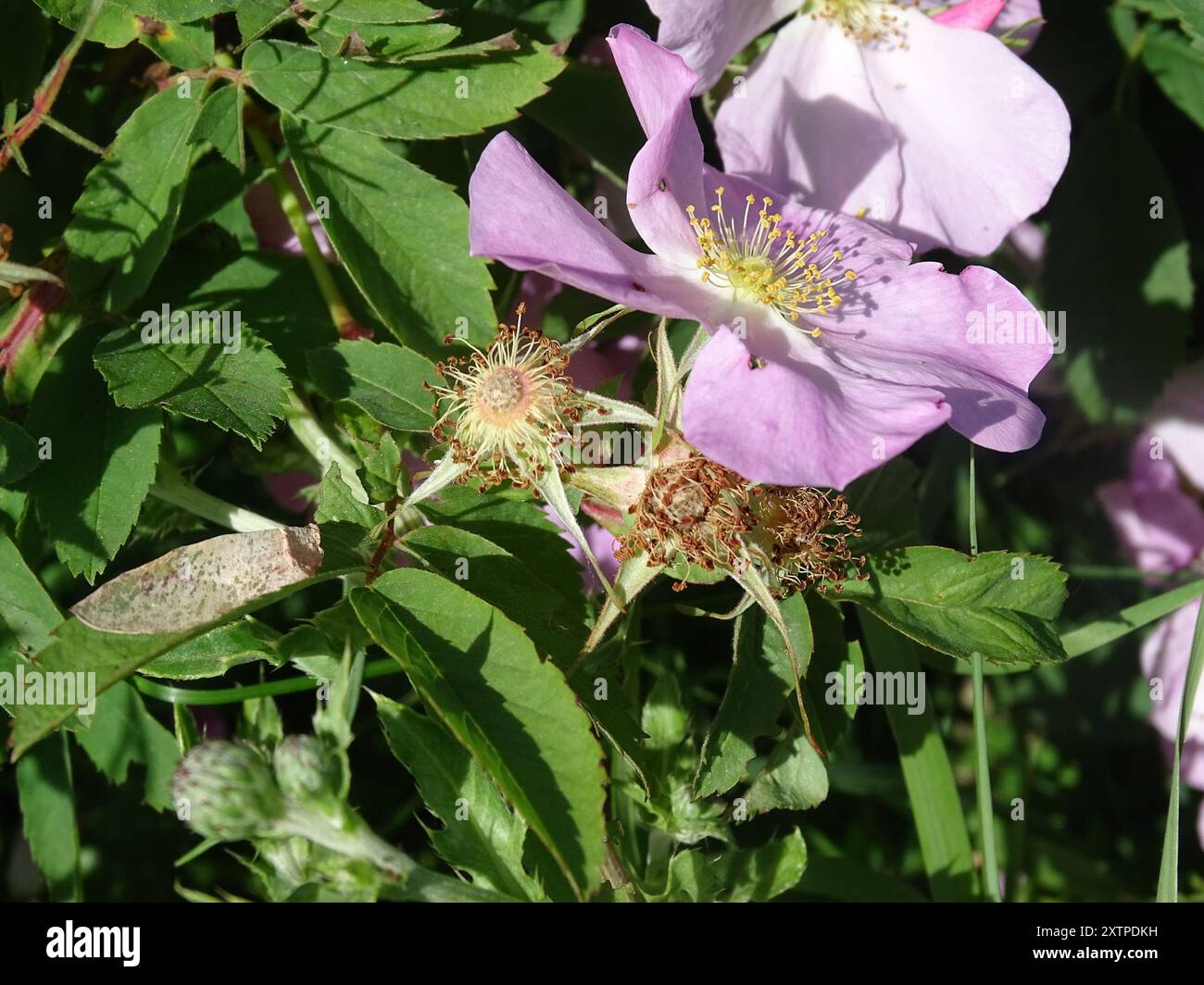 smooth rose (Rosa blanda) Plantae Stock Photo - Alamy